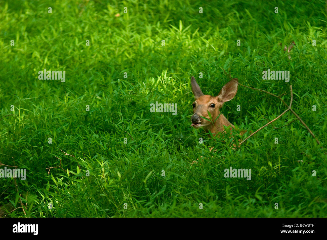 Whitetail doe (Odocoileus virginianus) , head visible above bed of ...