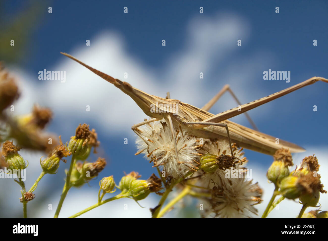 Akrida hi-res stock photography and images - Alamy