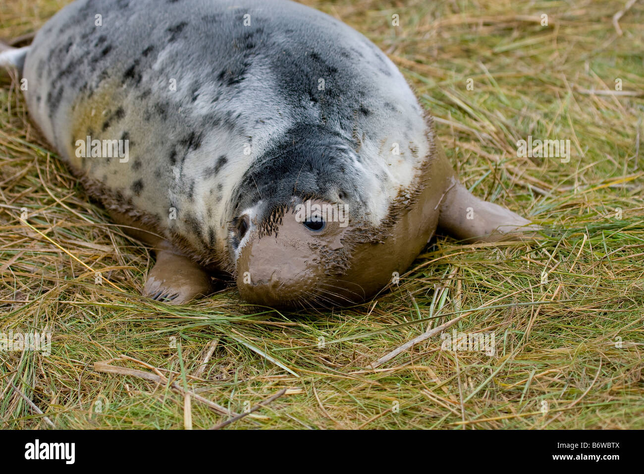 muddy grey seal Stock Photo - Alamy