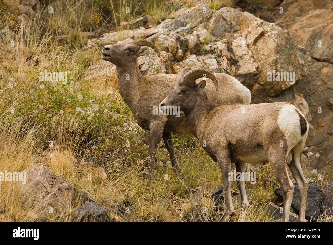 Bighorn Sheep (Ovis canadensis) young ram with ewe Stock Photo - Alamy