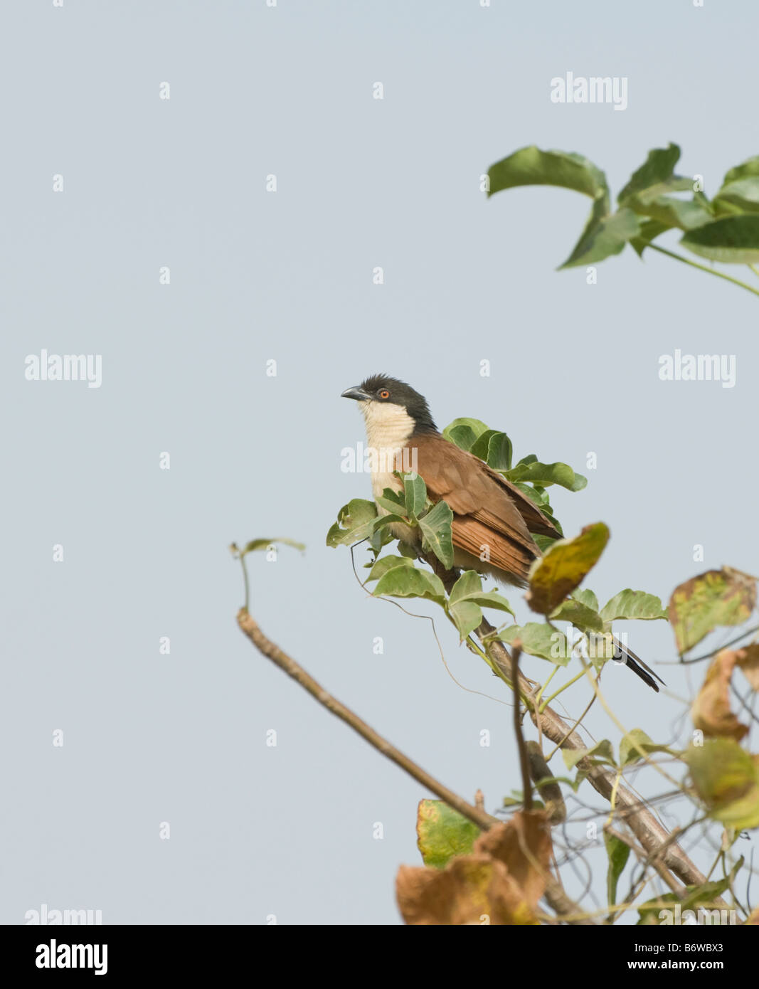 Senegal coucal centropus senegalensis hi-res stock photography and ...