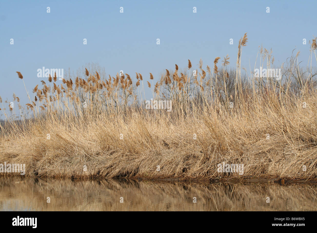 Tall brown grass growing freely along the bank of the Galien river in ...
