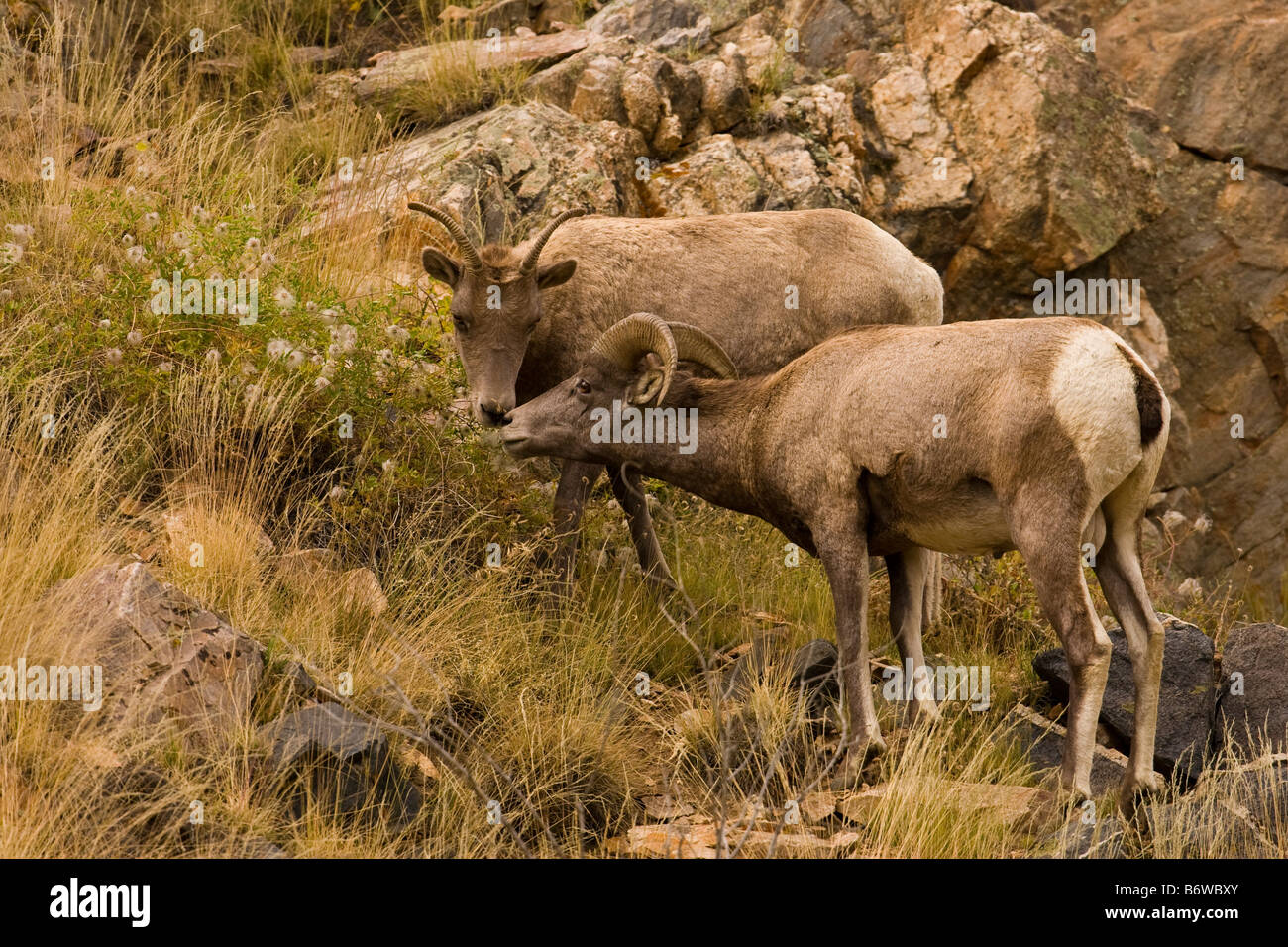 Bighorn Sheep (Ovis canadensis) young ram with ewe Stock Photo - Alamy