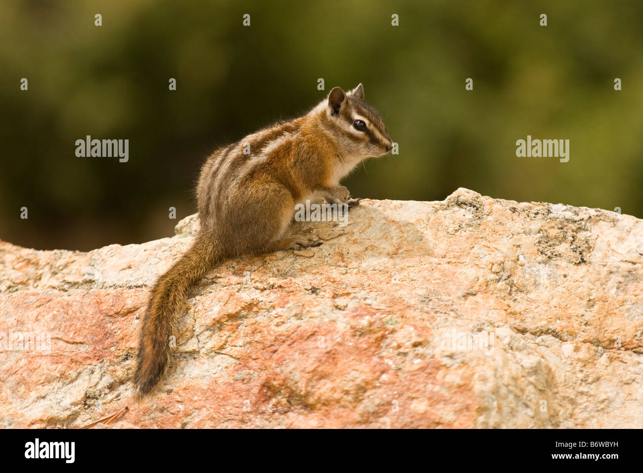 Colorado Chipmunk (Eutamias quadrivittatus Stock Photo - Alamy