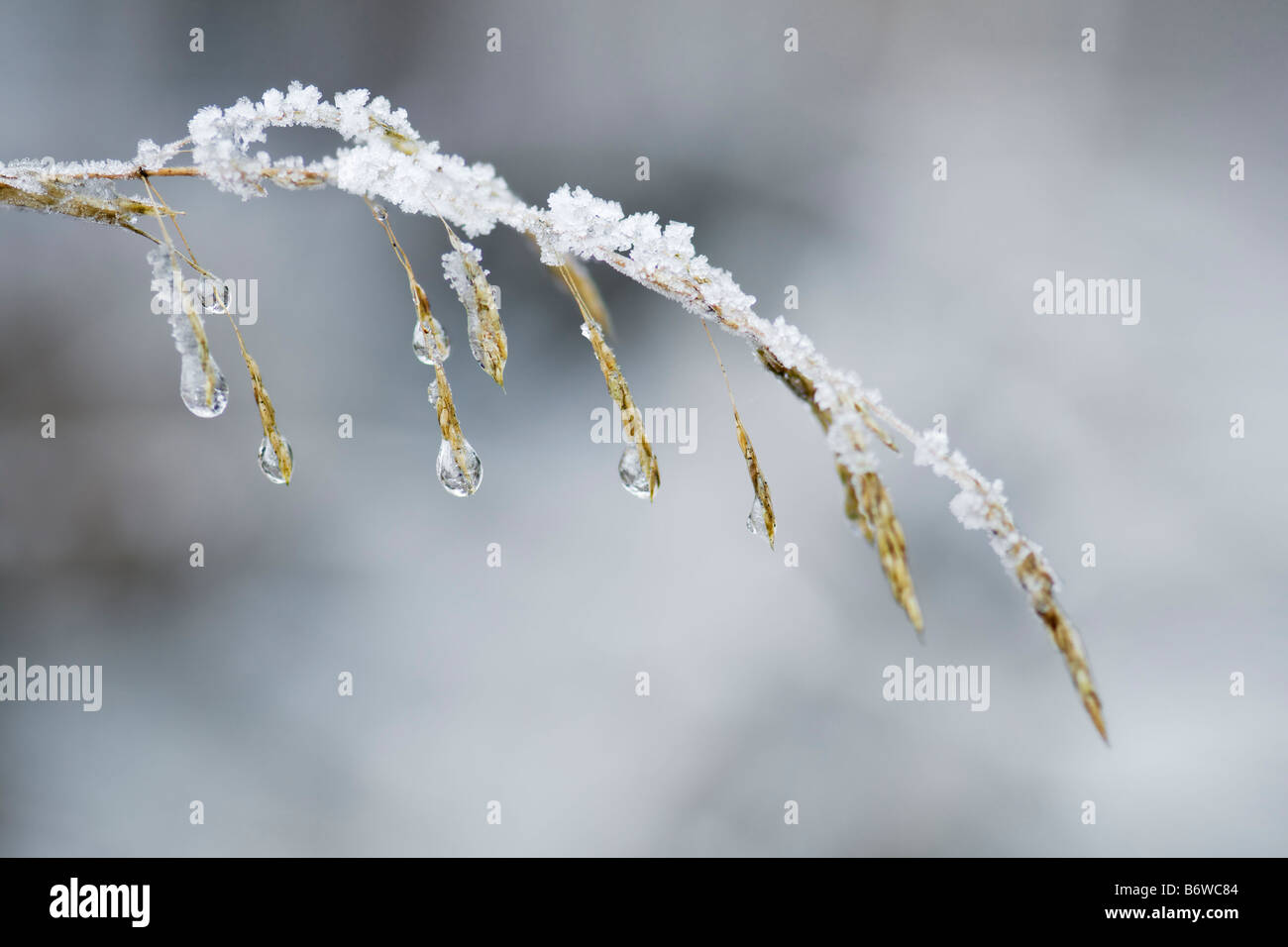 Hoarfrost uk close up hi-res stock photography and images - Alamy