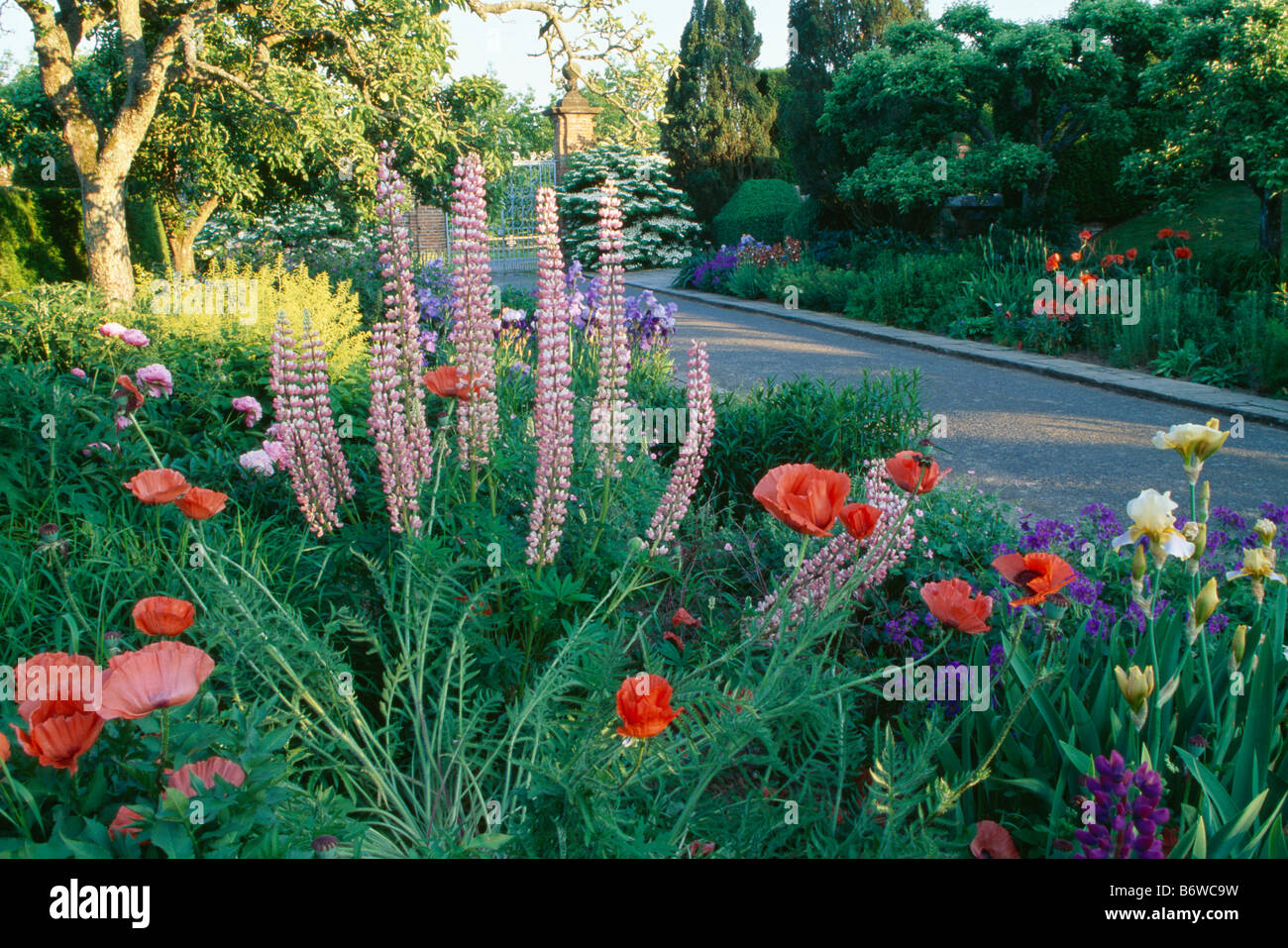 Pink Veronica Virginica and red perennial poppies in large summer ...