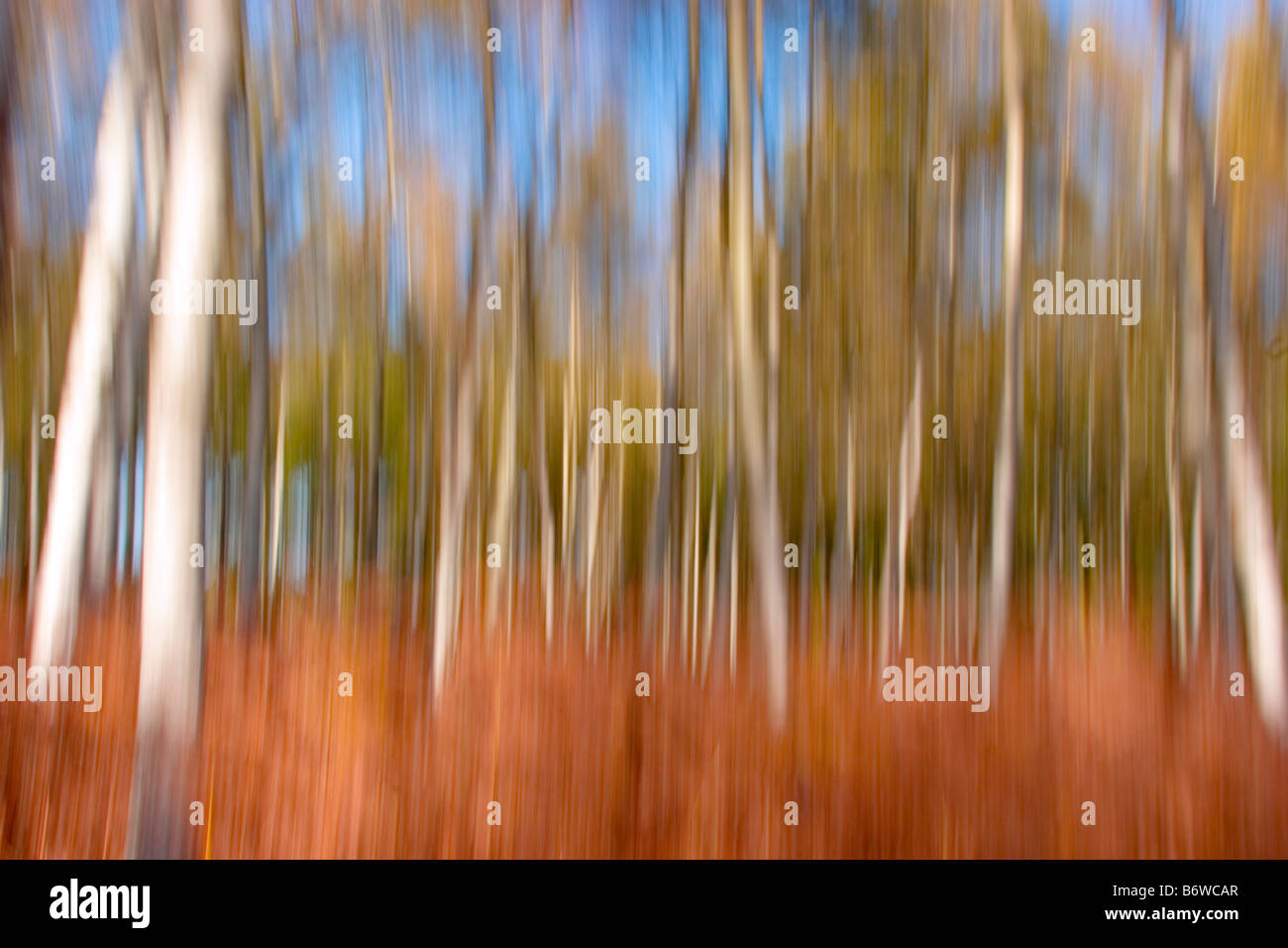 Silver birch trees in woodland hi-res stock photography and images - Alamy