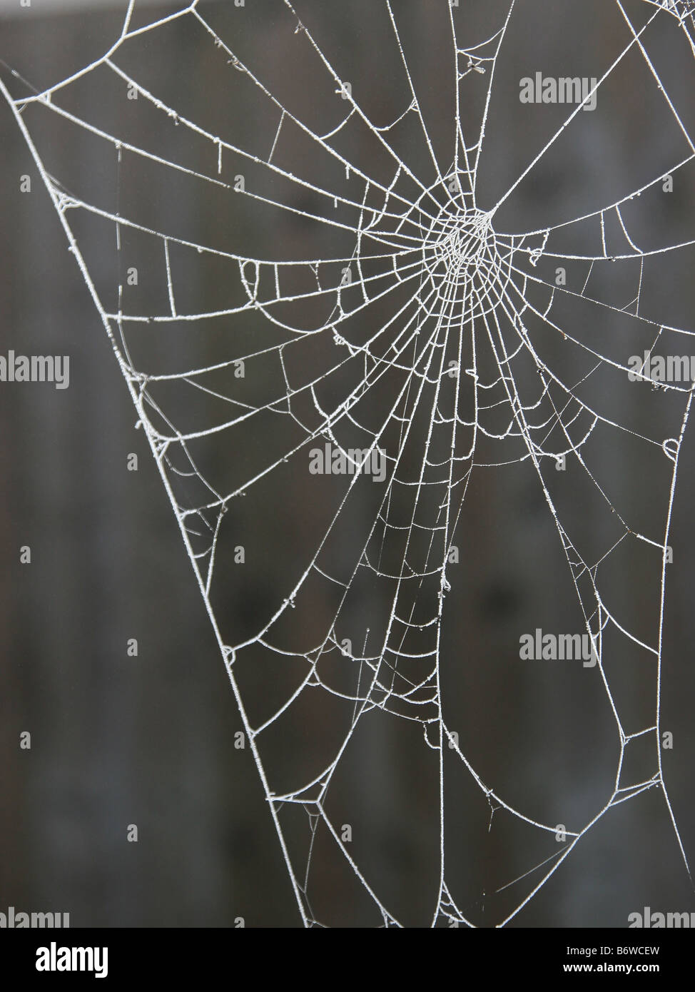 Spider web covered in frost hi-res stock photography and images - Alamy