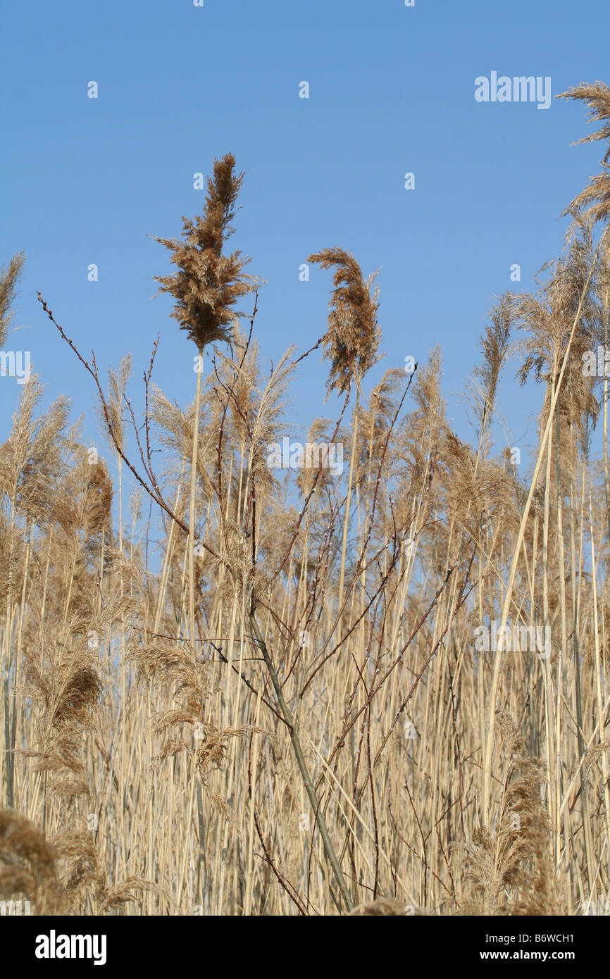 Close up of tall wild brown grass in the autumn with a blue sky in the ...