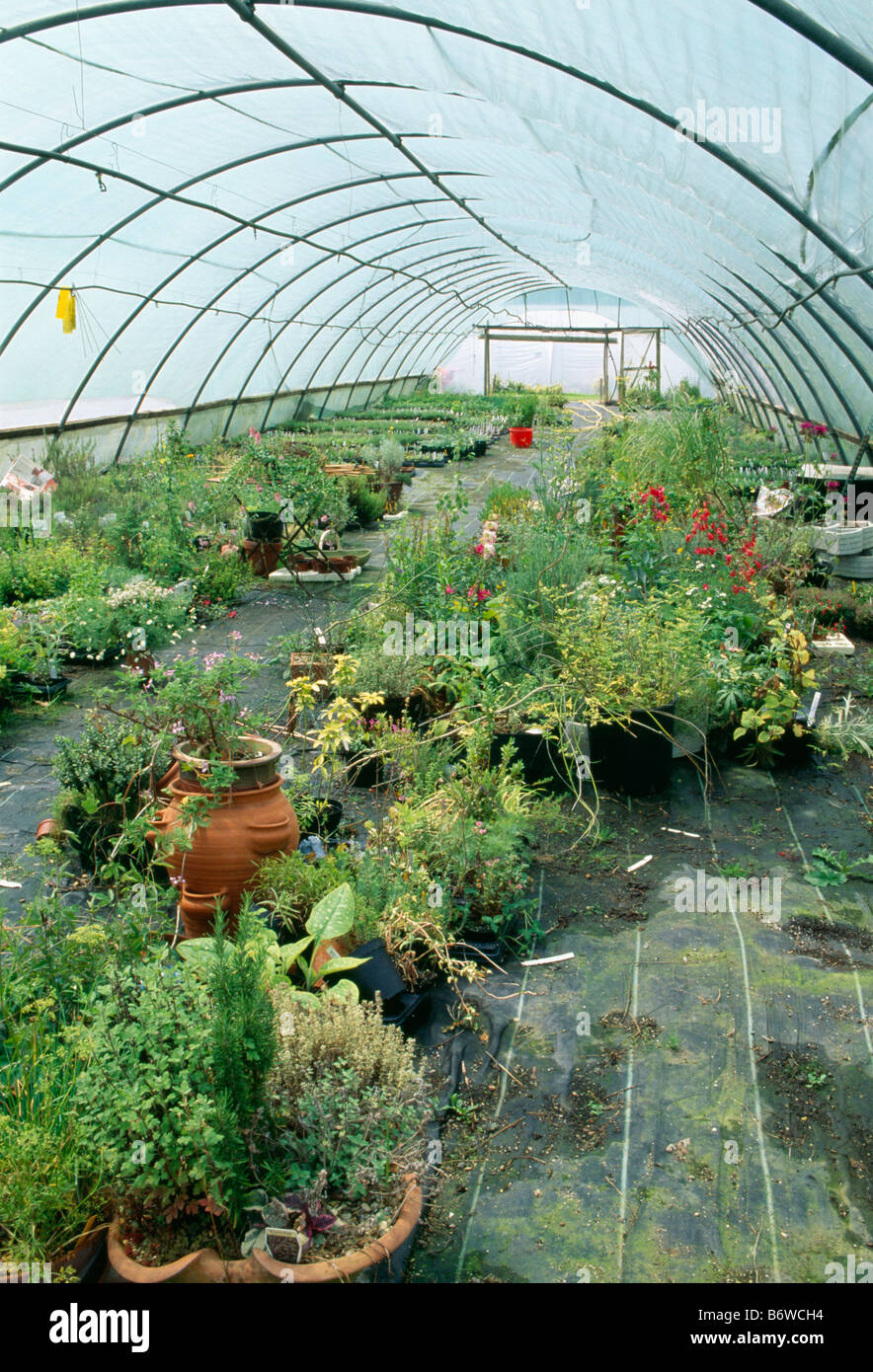 Commercial polytunnel hi-res stock photography and images - Alamy