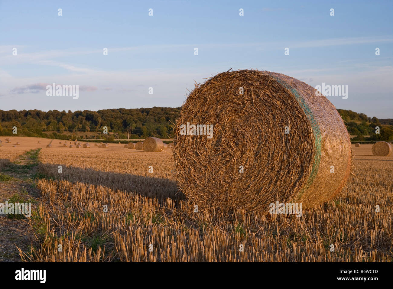 field full of haystacks ready for collection at harvest time Stock ...