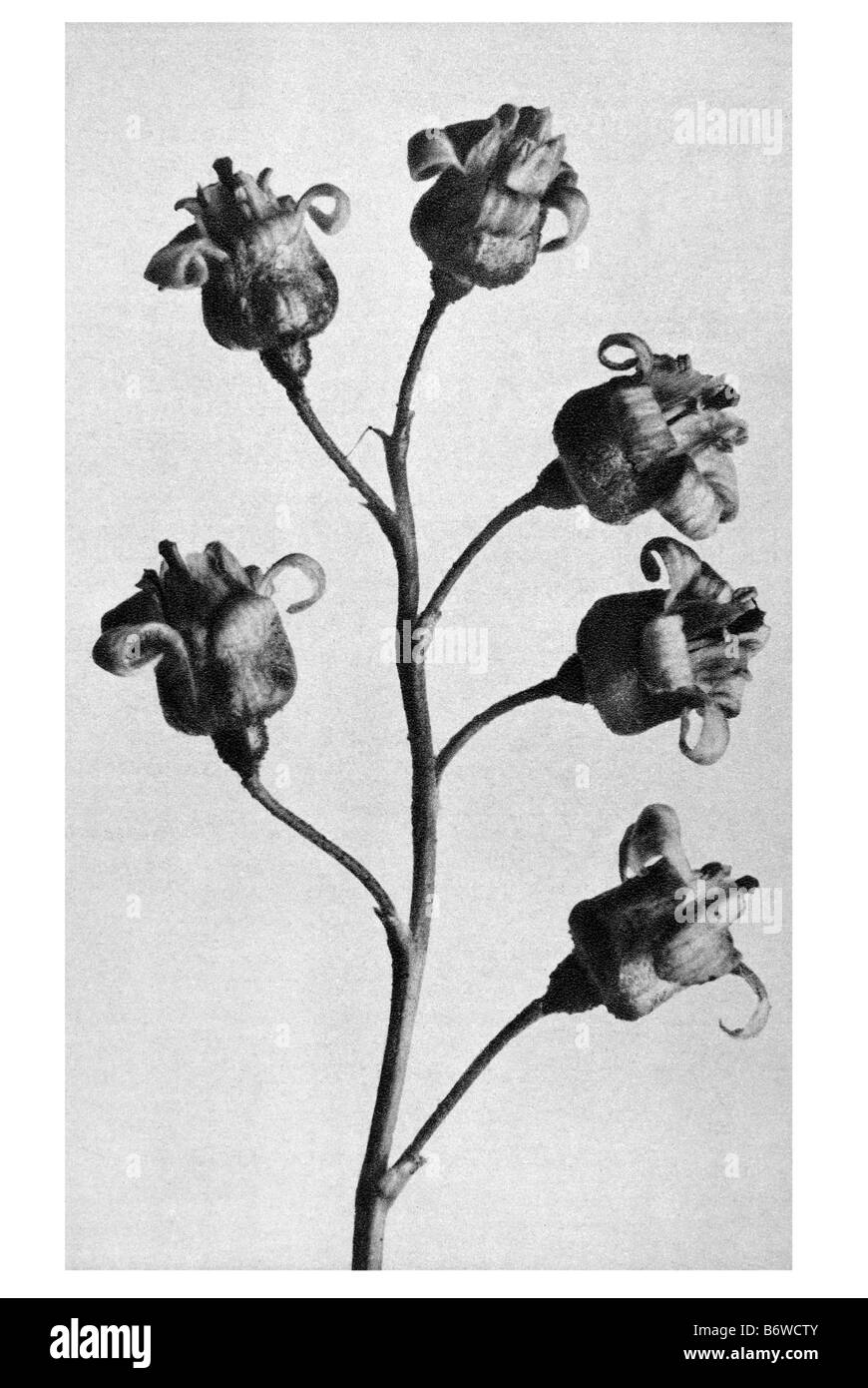 Black and white structures Cut Out Stock Images & Pictures - Alamy