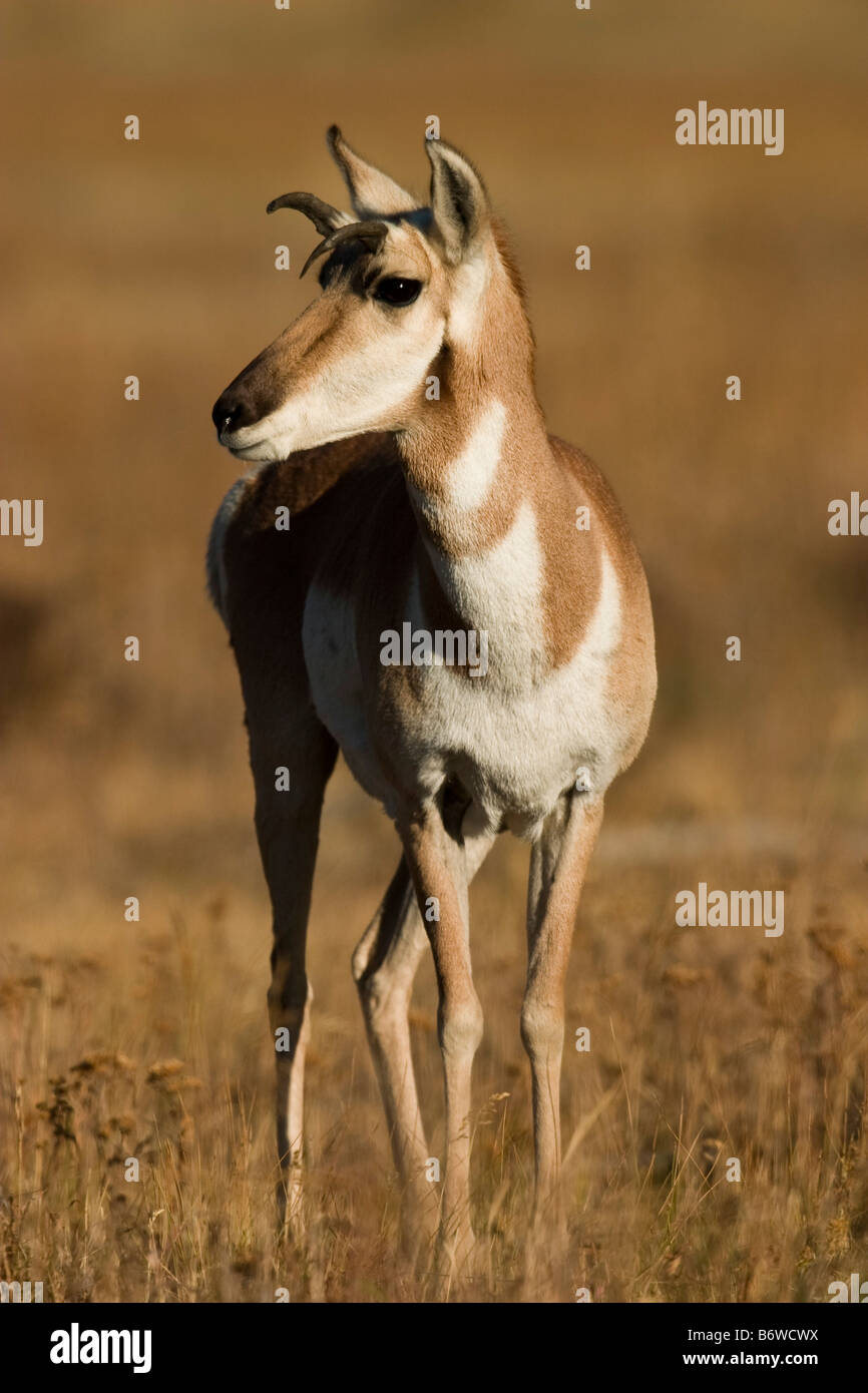 Pronghorn Antelope (Antilocapra americana) with small drooping horns Stock Photo - Alamy