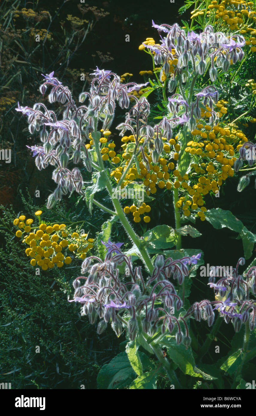Close up of yellow tansy and blue borage Stock Photo - Alamy