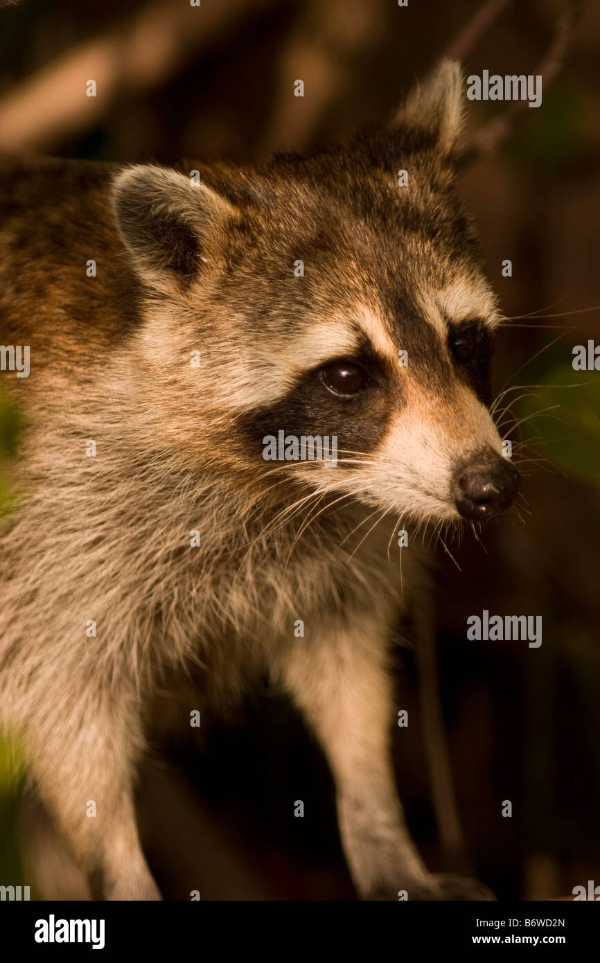 Raccoon (Procyon lotor Stock Photo - Alamy