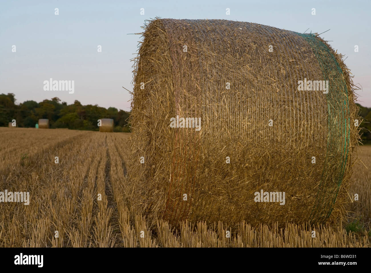 field full of haystacks ready for collection at harvest time Stock ...