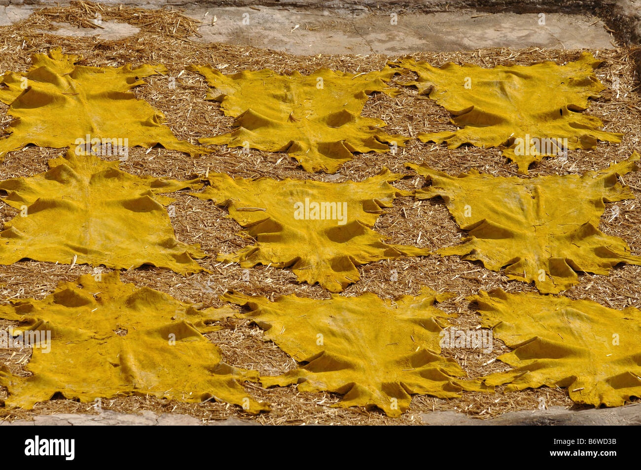 Drying skins at tannery in Fes, Morocco Stock Photo - Alamy