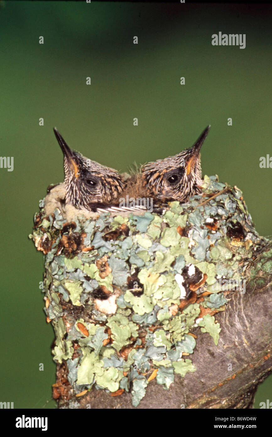 Ruby Throated Hummingbird Nest Stock Photos & Ruby Throated Hummingbird ...