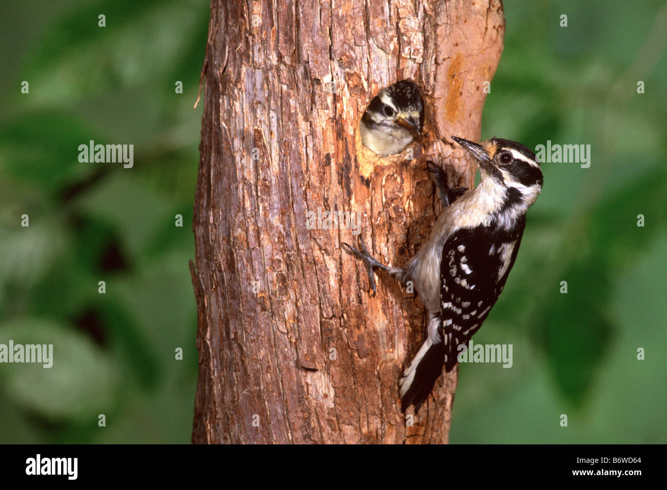 Woodpecker Nest Inside