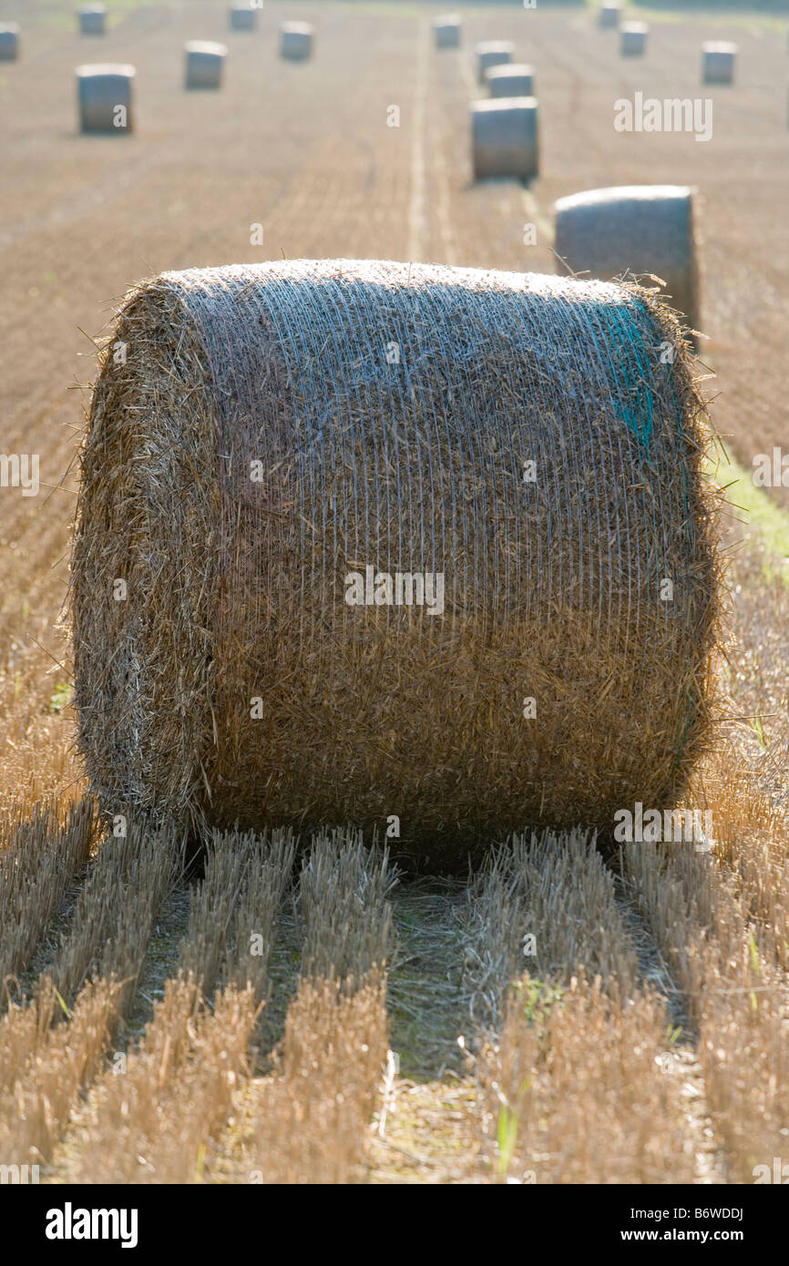 field full of haystacks ready for collection at harvest time Stock ...