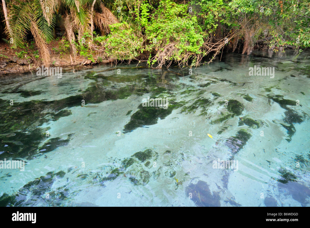 Sucuri river spring Bonito Mato Grosso do Sul Brazil Stock Photo - Alamy