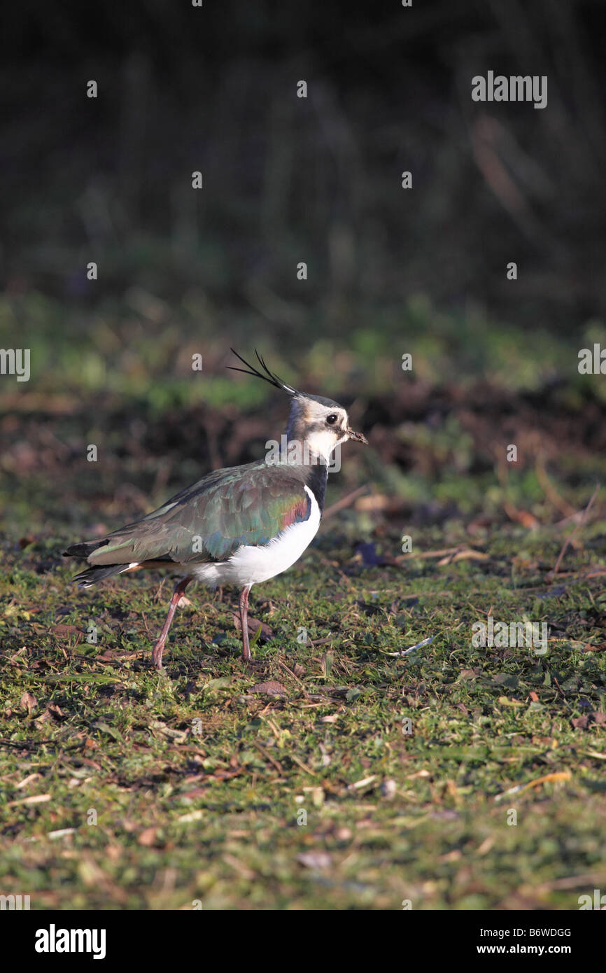 Lapwing lapwings hi-res stock photography and images - Alamy