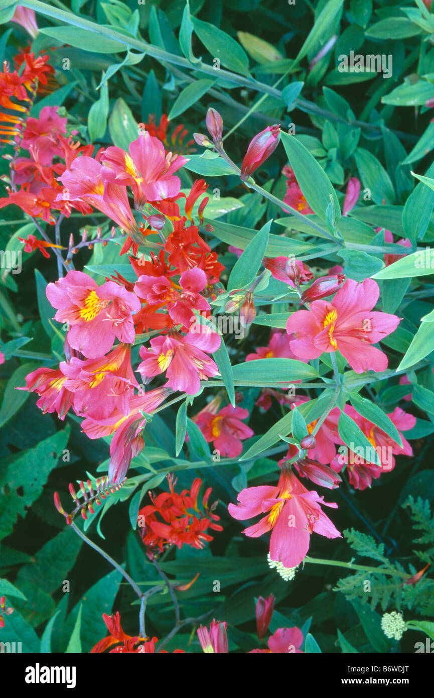 Lucifer lily hi-res stock photography and images - Alamy