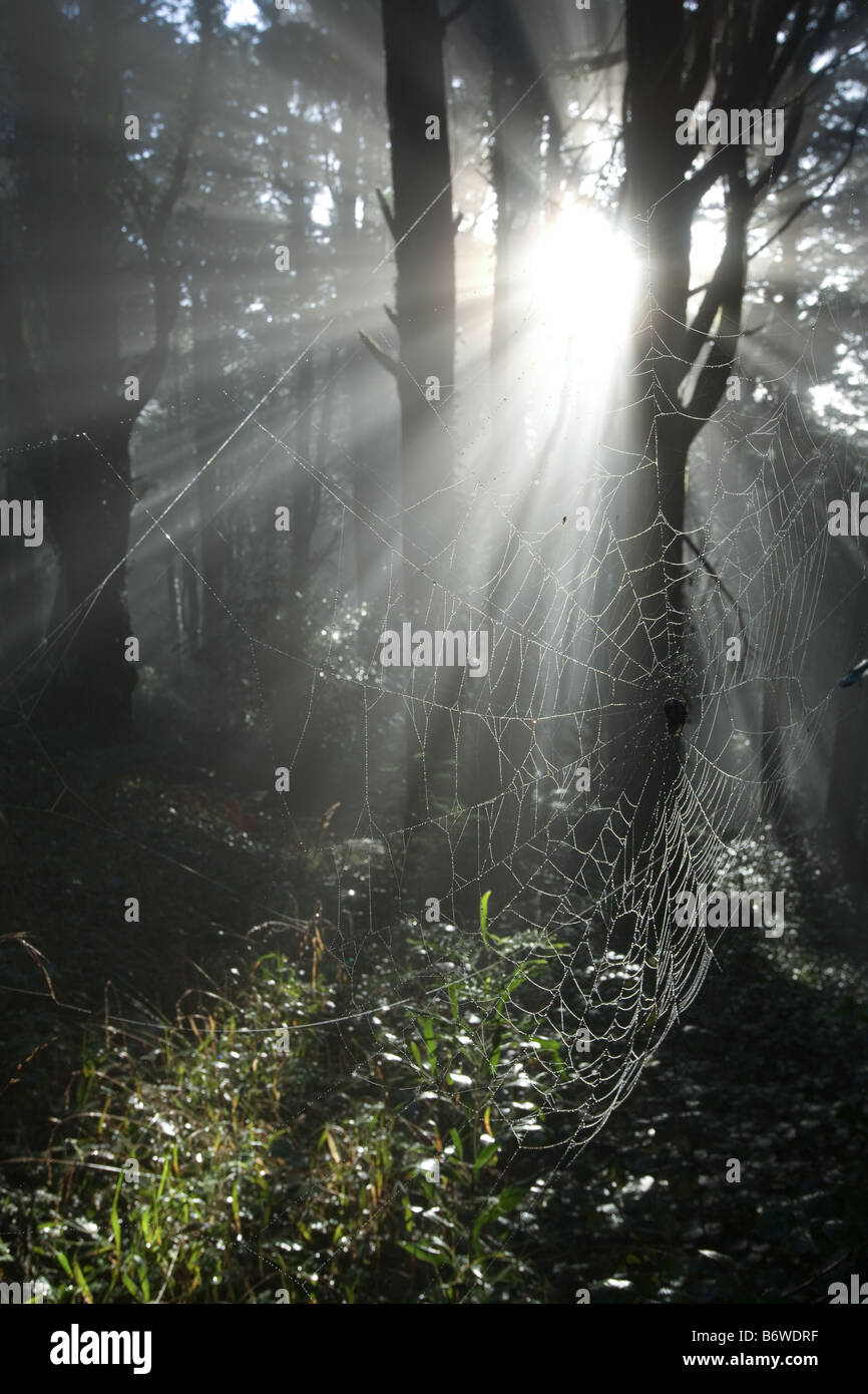 Big Spider web in the forest with sunburst Stock Photo - Alamy