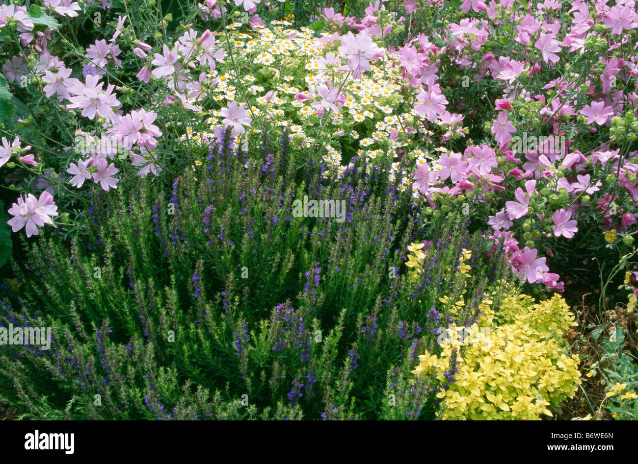 Pink and mauve mallow in summer garden border with feverfew and blue ...
