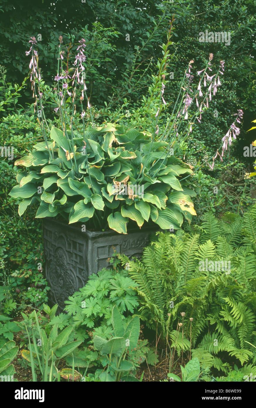 Ferns in border hi-res stock photography and images - Alamy