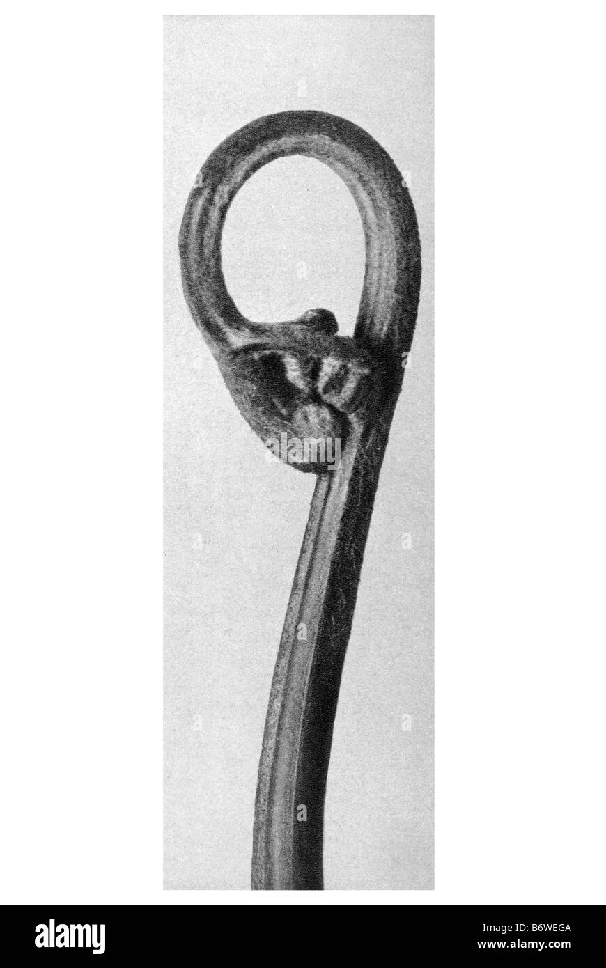 From bracken Black and White Stock Photos & Images - Alamy