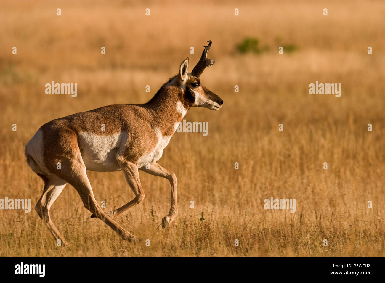 Pronghorn Antelope (Antilocapra americana) running Stock Photo - Alamy