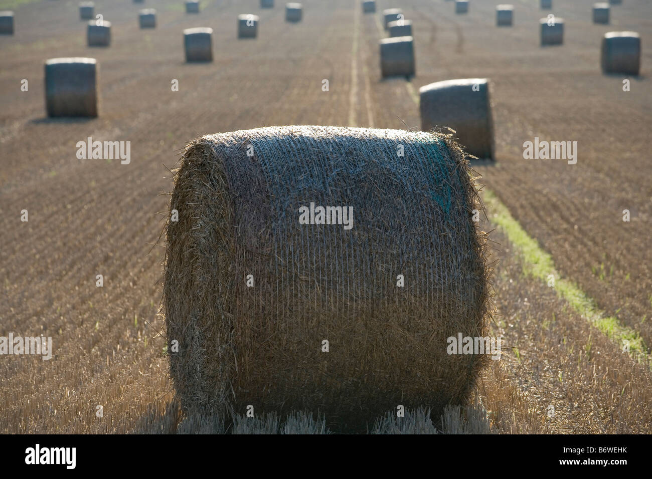 field full of haystacks ready for collection at harvest time Stock ...