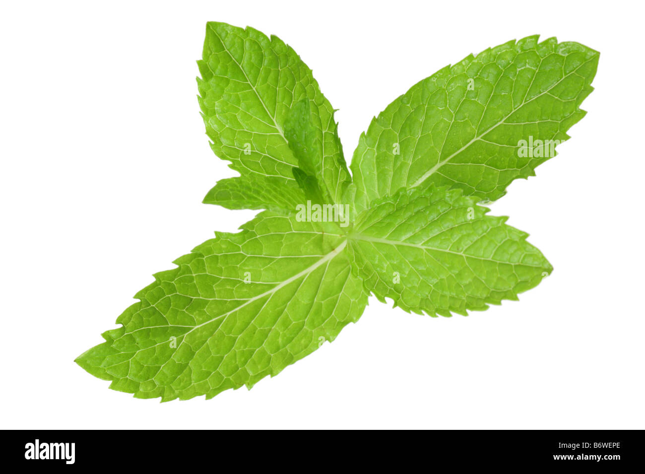 Sprig of mint cut out isolated on white background Stock Photo - Alamy