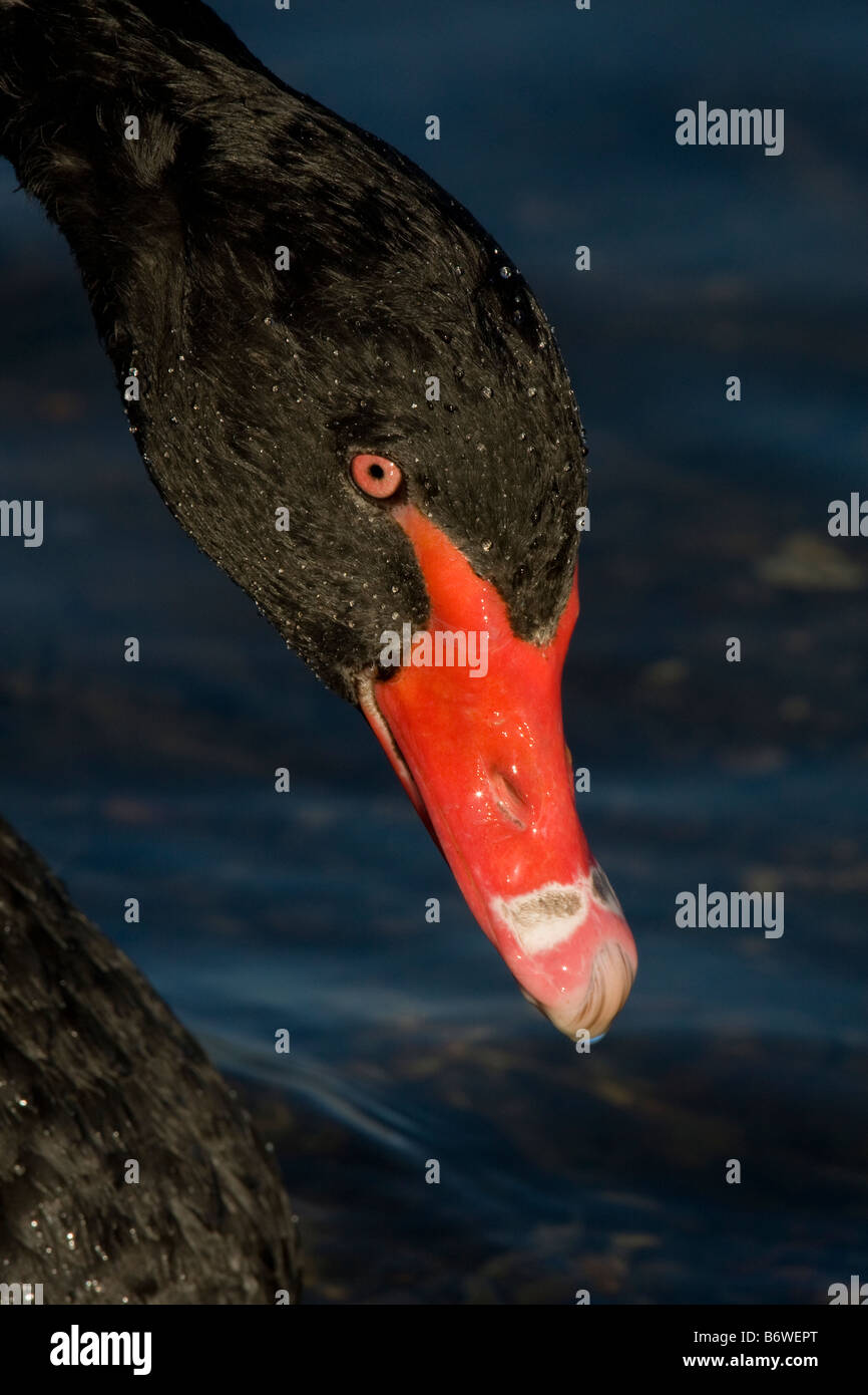 Black Swan head and neck Stock Photo - Alamy