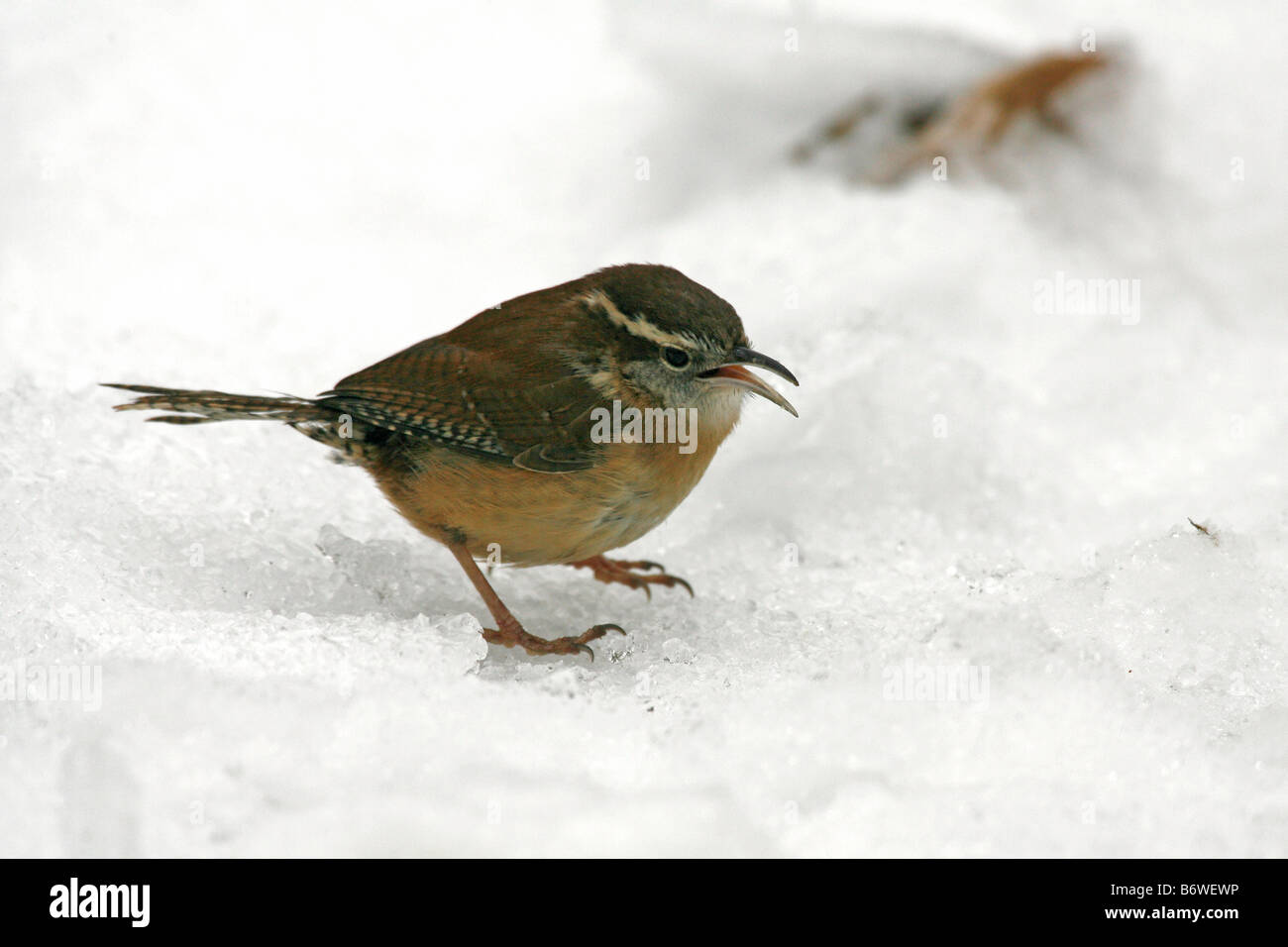Carolina Wren in Snow Stock Photo - Alamy