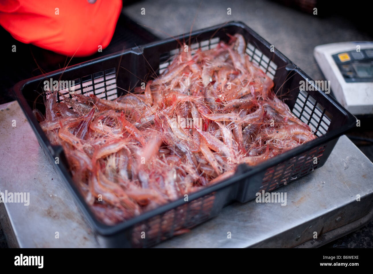 A basket of freshly landed live uncooked Cardigan Bay prawns being ...