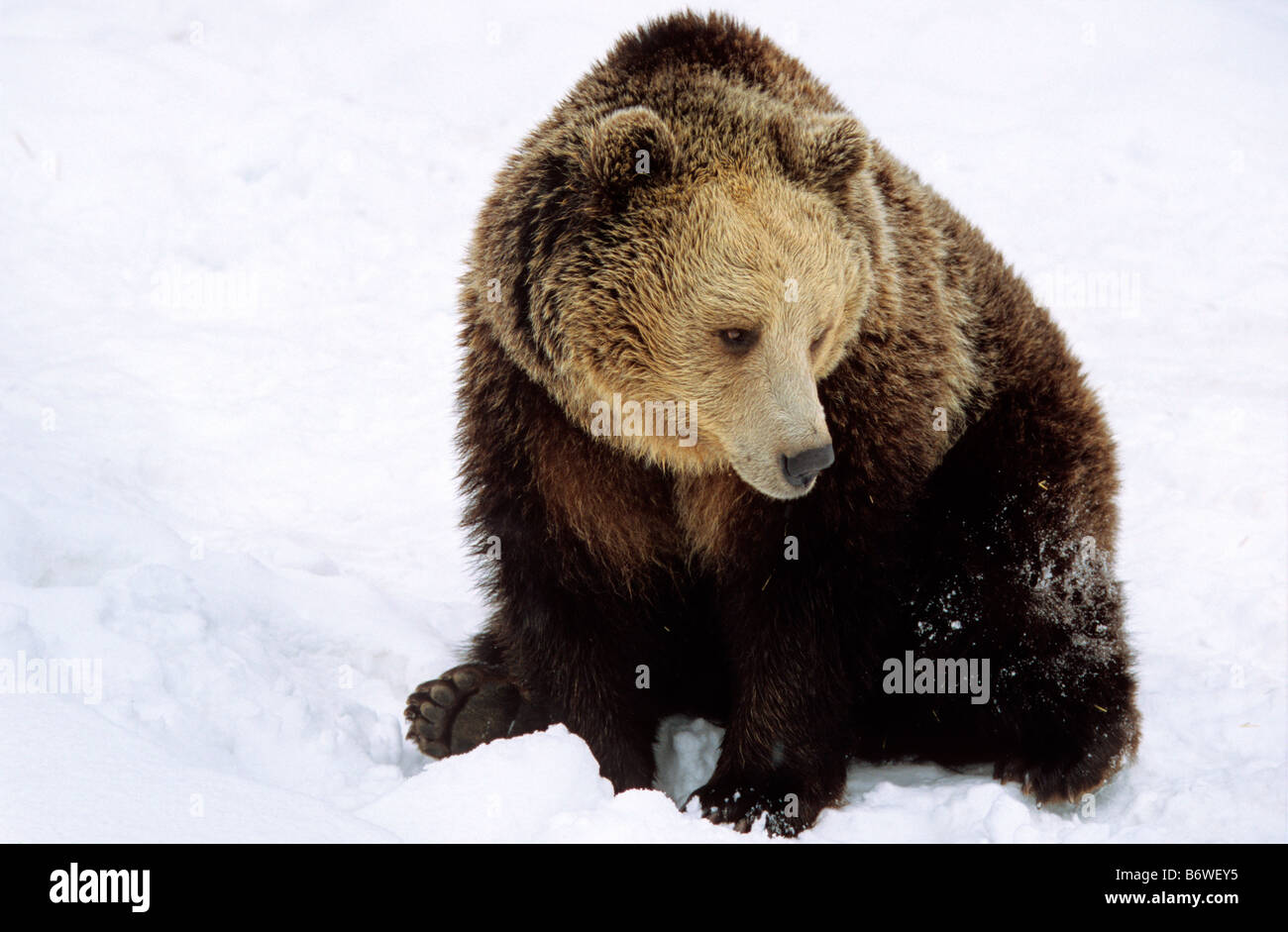 Bulgarian brwon bear hi-res stock photography and images - Alamy