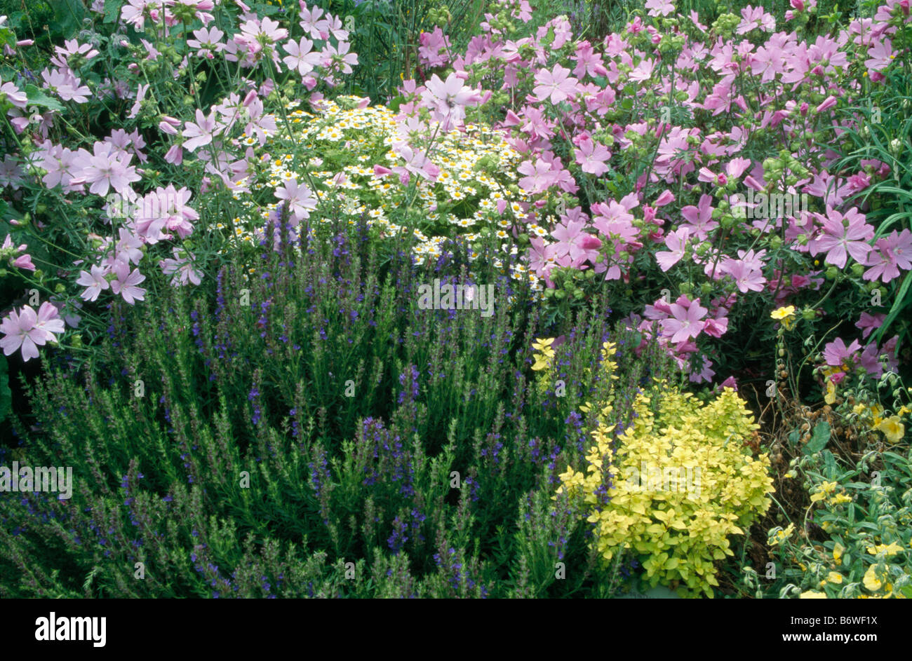 Pink mallow in summer garden border with feverfew and blue anchusa ...