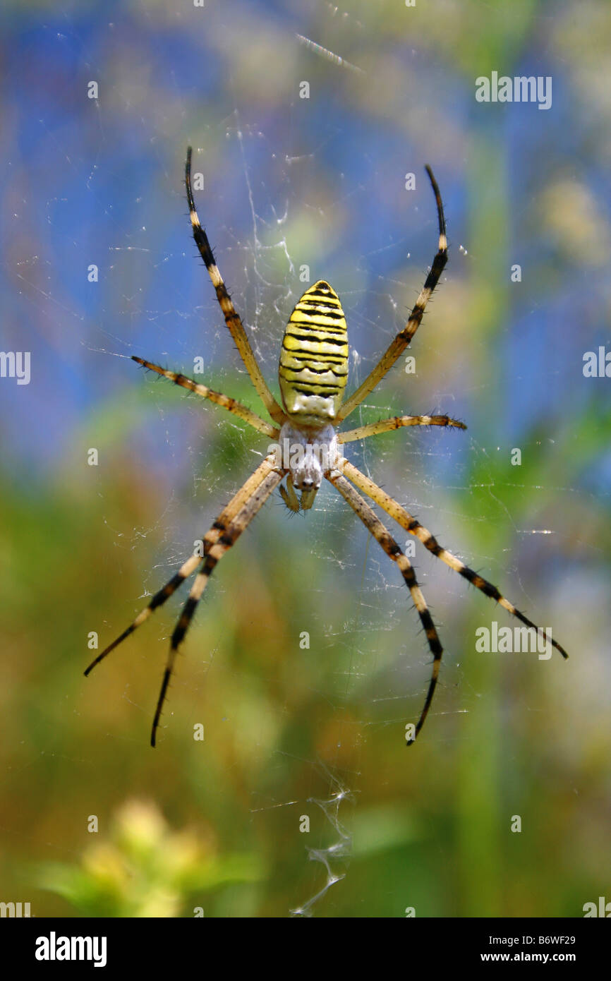 Yellow spider on a web Stock Photo - Alamy