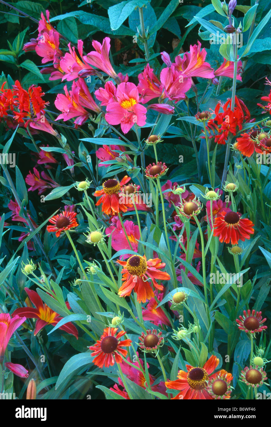 Alstroemeria bulbs hi-res stock photography and images - Alamy
