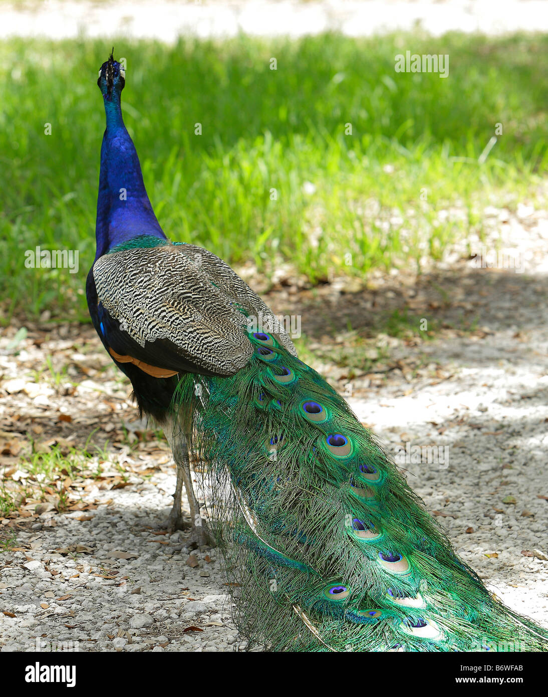 India peacock feathers hi-res stock photography and images - Alamy