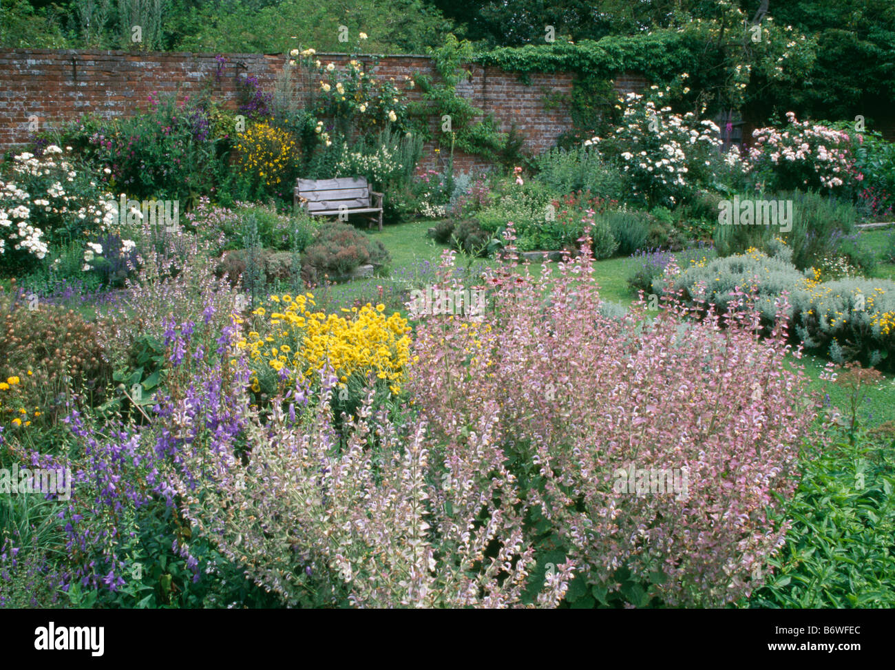Pink perennial salvia in summer border in large walled country garden ...
