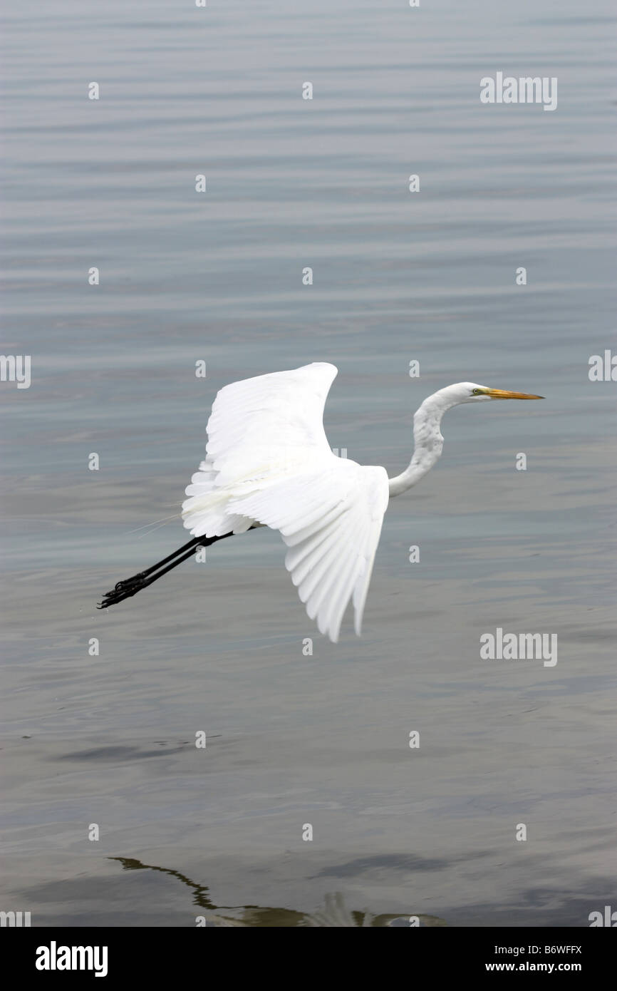 In flight flying gliding water hi-res stock photography and images - Alamy