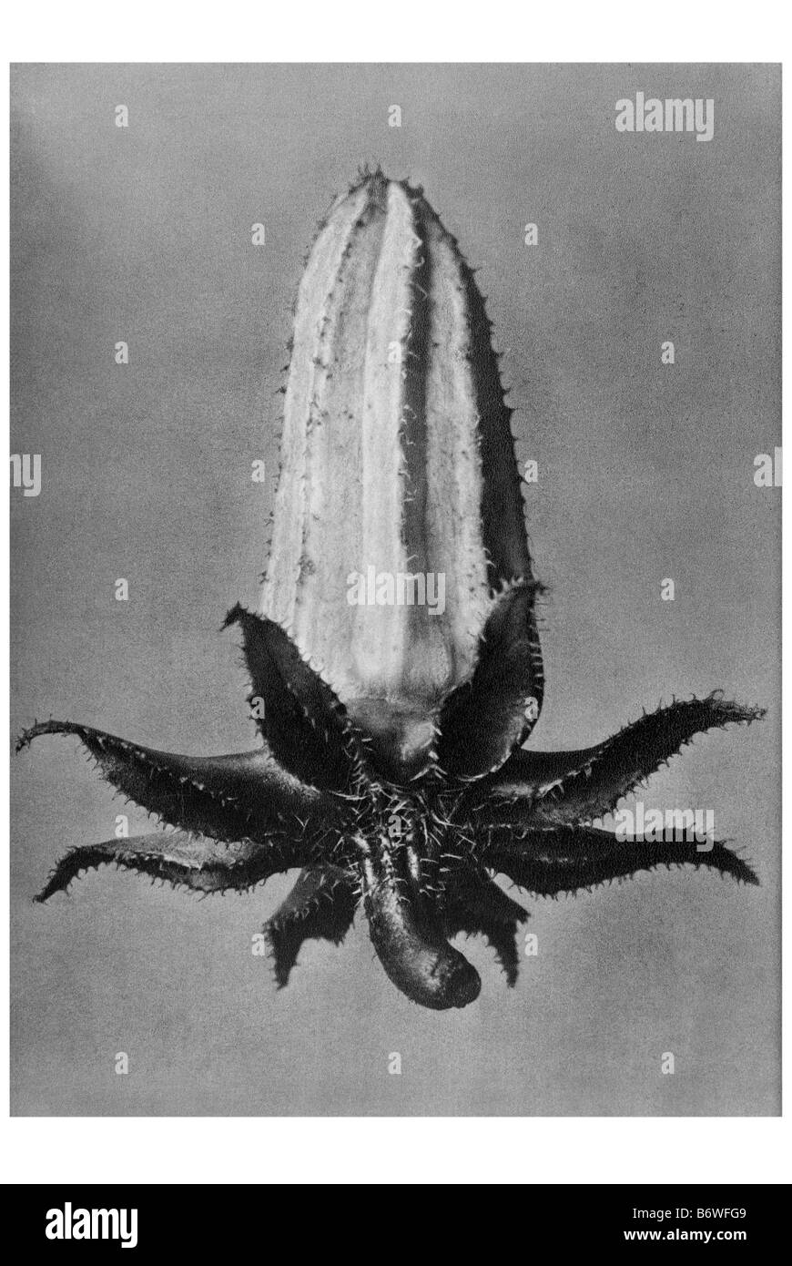 Bell biology Black and White Stock Photos & Images - Alamy