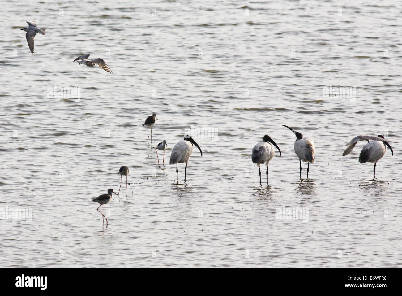 Wading birds in a lake in Sri Lanka Stock Photo - Alamy