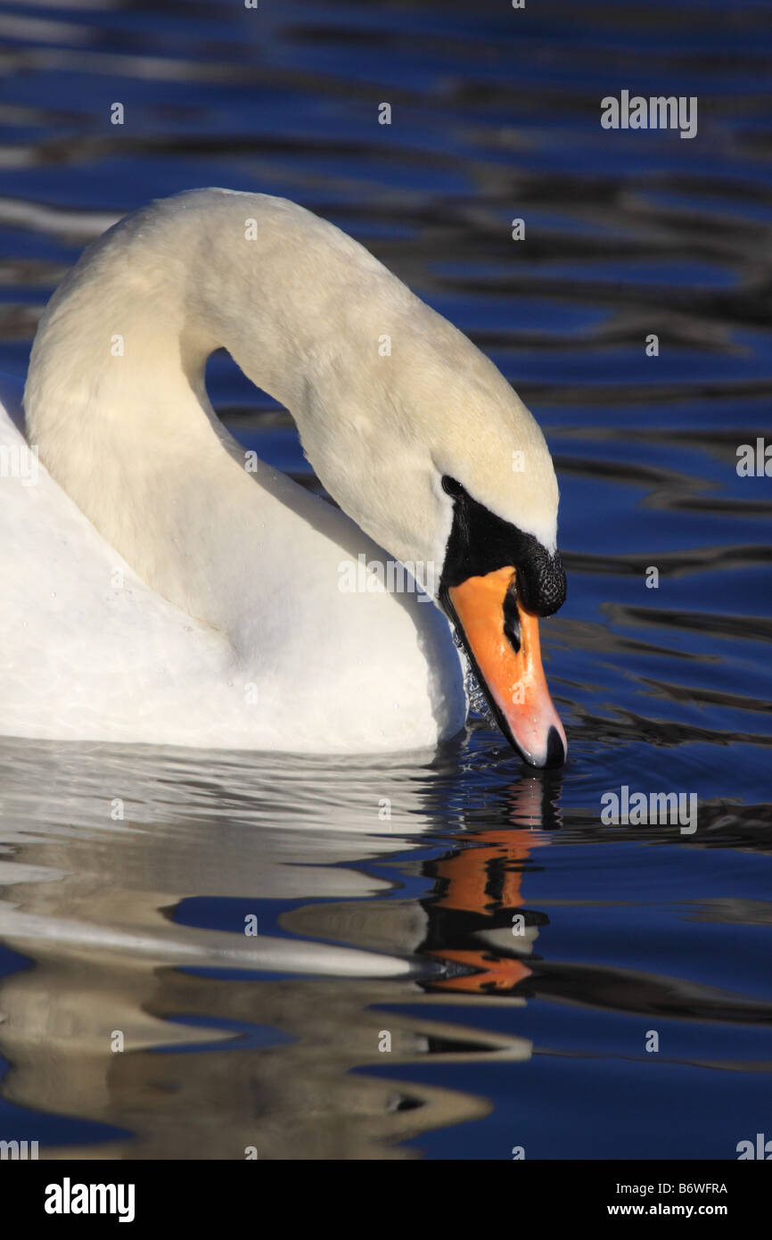 Mute swan, England, UK Stock Photo - Alamy