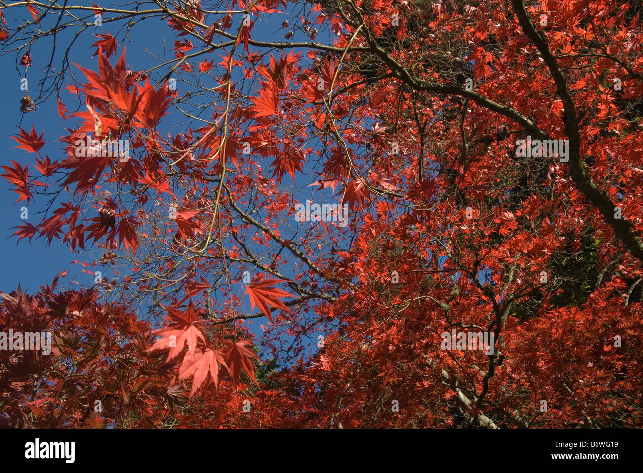 Japanese Maple showing Fall colors at the Washington Park Arboretum in ...