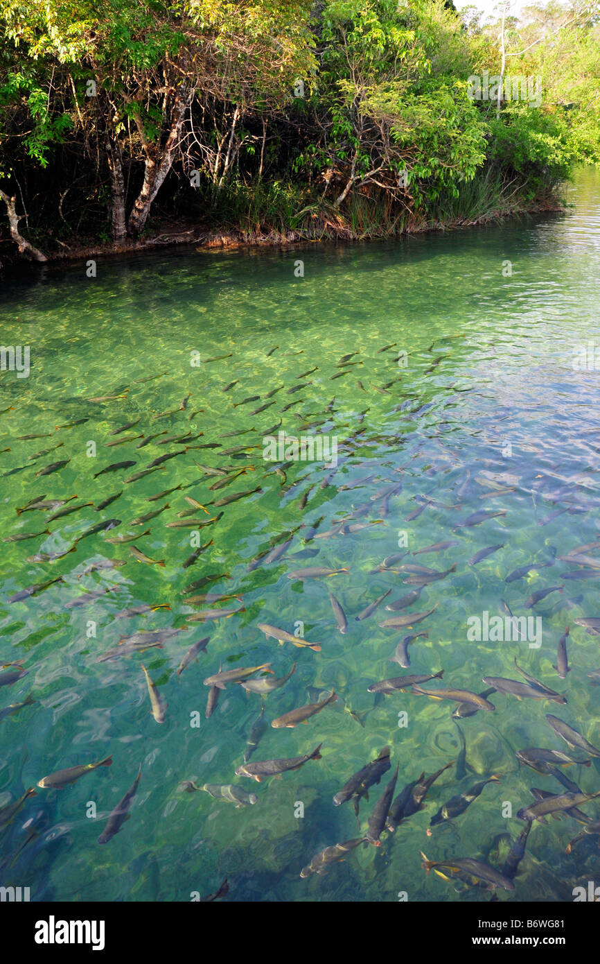 Characins Brycon hilarii Balneario Municipal Formoso river Bonito Mato ...