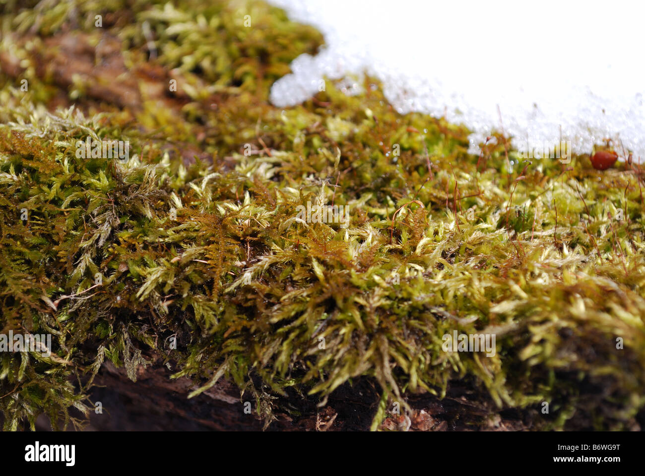 Sphagnum moss peat hi-res stock photography and images - Alamy